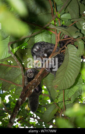 Equatorial Saki (Pithecia aequatorialis) with radio collar Tiputini ...