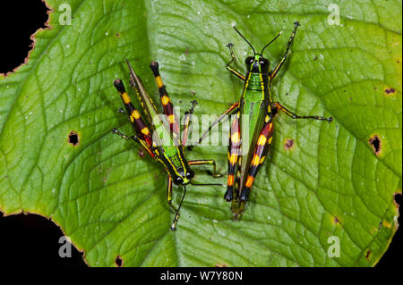Grasshopper (Acrididae), Yasuni National Park, Amazon Rainforest ...