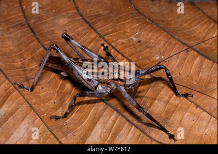 Grasshopper (Acrididae), Yasuni National Park, Amazon Rainforest ...
