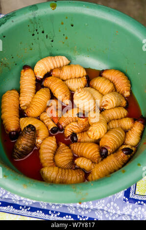 Palm weevil grubs (Rhynchophorus palmarum) harvested from Yasuni ...