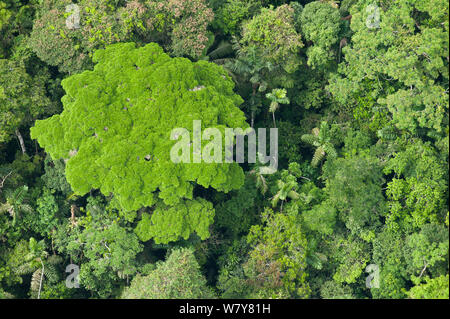 Birds eye view of tropical rainforest deforestation. An earth mover ...