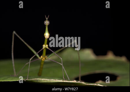 Jumping Stick (Apioscelis bulbosa) female, Yasuni National Park, Amazon ...