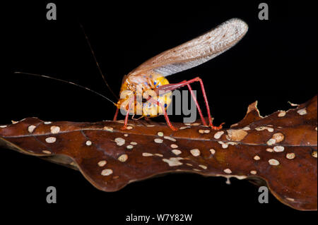 Katydid (Vestria sp), Yasuni National Park, Amazon, Ecuador Stock Photo ...