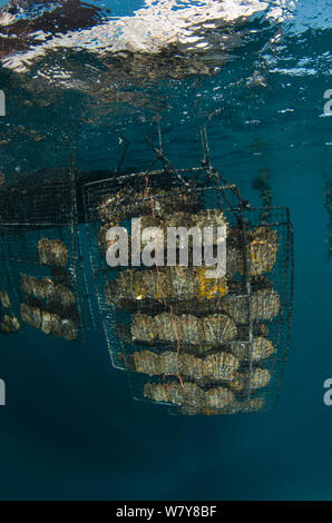 Pearl farming racks underwater, J Hunter Pearl Farm, Savusavu island ...