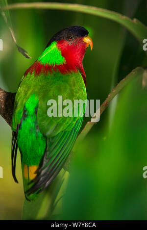 Collared lory, Phigys solitarius, captive, Kula Eco Park, Viti Levu ...