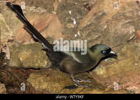 Racket-tailed Treepie.(Crypsirina temia) in forest, Thailand Stock ...