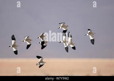Sociable lapwing (Vanellus gregarius) flock in flight, Oman, November ...