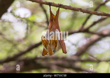Yellow-winged Bat (Lavia frons rex) adult roosting in acacia tree Lake ...