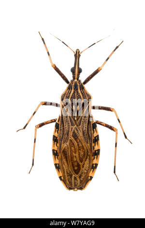 Kissing bug chagas disease vector triatomine; human health emerging ...