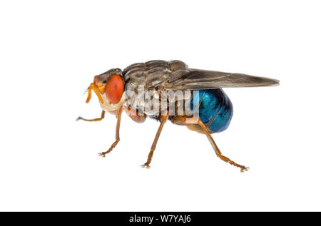Human botfly (Dermatobia hominis), adult, dorsal view. Cayo District ...