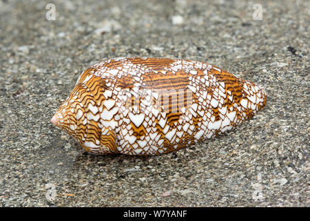 Textile Cone (Conus textile) snail, highly toxic, Bali, Indonesia Stock ...
