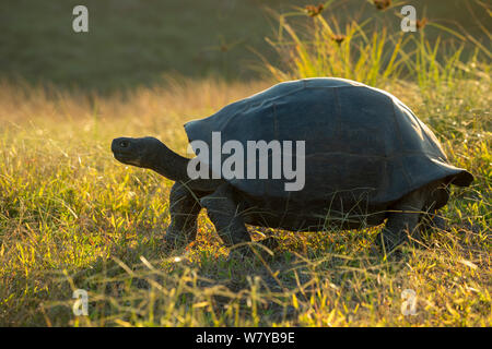Alcedo giant tortoise (Chelonoidis vandenburghi) group grazing in ...