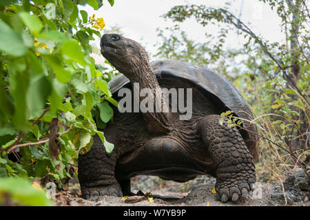 Alcedo giant tortoises (Chelonoidis vandenburghi) and volcanic ...