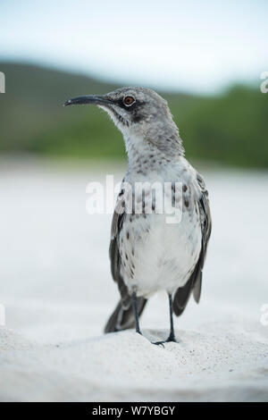 Espanola (Hood) Mockingbird (Nesomimus macdonaldi) standing on rock ...