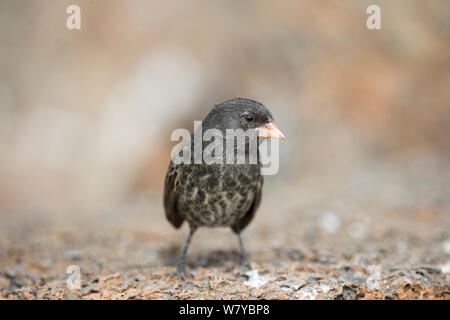 Sharp-beaked ground finch (Geospiza difficilis) adult, feeding on ...