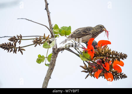 Camarhynchus crassirostris, vegetarian finch Stock Photo - Alamy