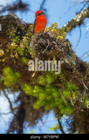 Vermilion Flycatcher (pyrocephalus rubinus), Galapagos Islands Stock ...