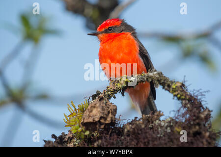 Vermilion Flycatcher (Pyrocephalus rubinus) perched on fence Stock ...