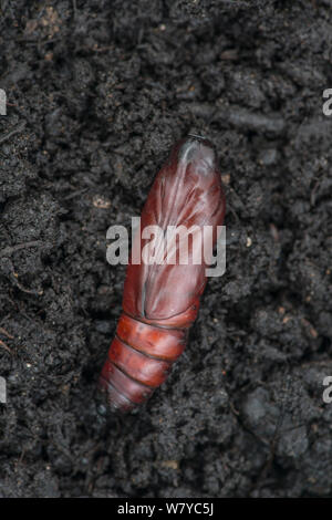 Acherontia atropos, Animal, Insect, Moth, Hawk Moth, Switzerland ...
