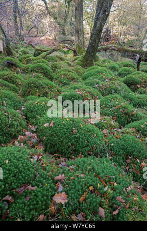Moss: Polytrichum commune, Snowdonia, Wales. Largest British moss ...