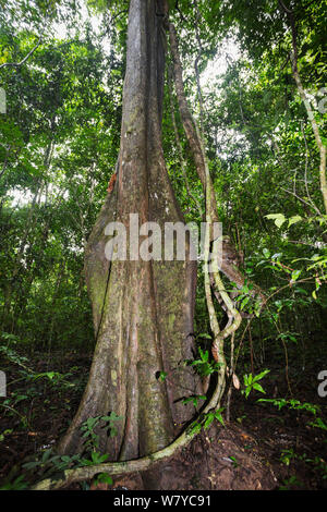 Siam rosewood tree (Dalbergia cochinchinensis) ordained by Buddhist ...
