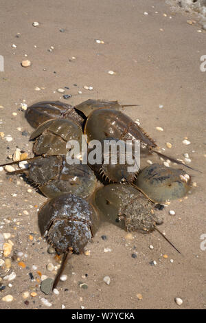 Horseshoe Crab (Limulus polyphemus) group crawling ashore during high ...