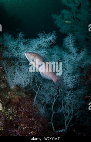Gridled wrasse (Notolabrus cinctus) amongst Fiordland Black Coral ...