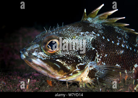 Jock stewart (Helicolenus percoides) Dusky Sound, Fiordland National ...