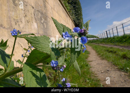 green alkanet, evergreen bugloss, alkanet (Pentaglottis sempervirens ...