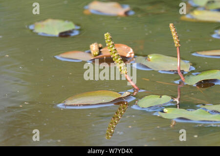 Floating Pondweed, Potamogeton natans in pond at Powerstock Common ...