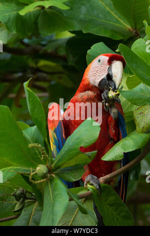 Costa Rica, tree, Almendro Stock Photo - Alamy