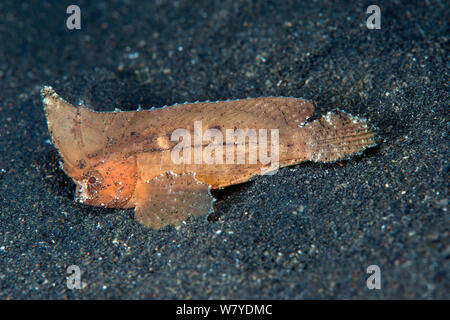 Spiny Leaf Fish (Ablabys macracanthus), Lembeh, Sulawesi, Indonesia ...