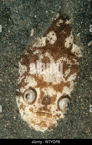 Stargazer fish buried in the seabed. Stargazers (family Uranoscopidae ...