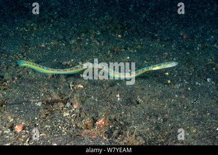 Xiphasia setifer, the hairtail blenny or the snake blenny fish swimming ...