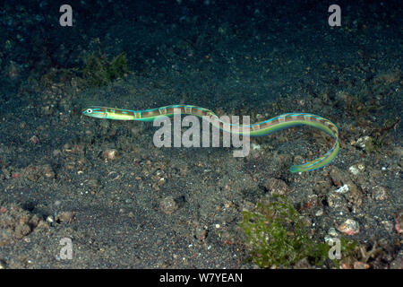 Xiphasia setifer, the hairtail blenny or the snake blenny fish swimming ...