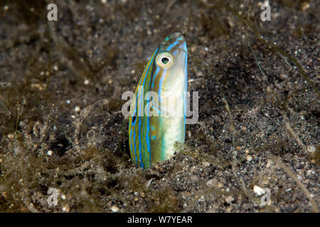 Xiphasia setifer, the hairtail blenny or the snake blenny fish swimming ...