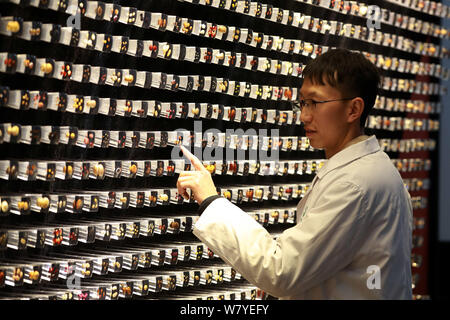A Chinese researcher checks the specimens of plant seeds at the ...