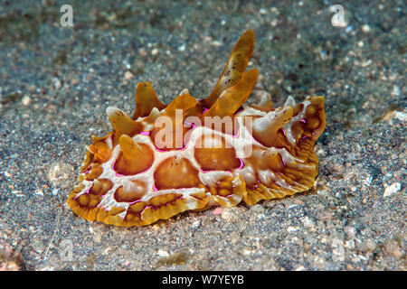 Side-gilled Sea Slug, Pleurobranchus peronii, Alor, Nusa Tenggara ...