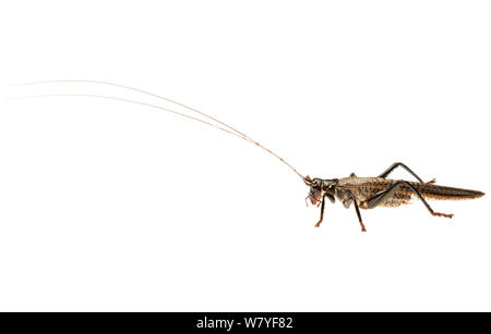 Black raspy cricket (Hadrogryllacris sp), Western Australia ...