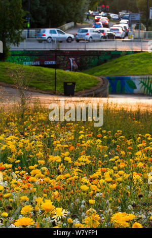 Wild flowers on a motorway roundabout, south of Gateshead, Tyne & Wear ...