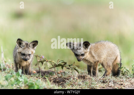 Bat-eared fox pups at the den entrance, one an albino, Mara Naboisho ...