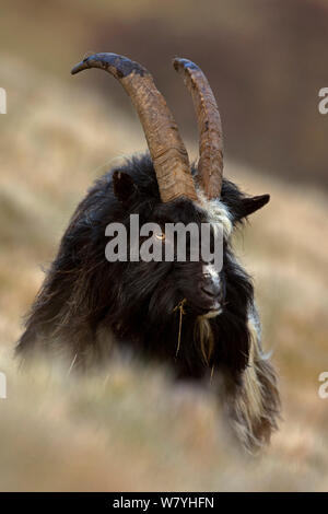 Feral Goat (Capra hircus) male, Inverness-shire, Scotland, July Stock ...