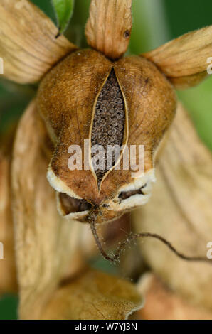 Foxglove seeds. Digitalis purpurea. UK. Each seed is approxitately 0 ...