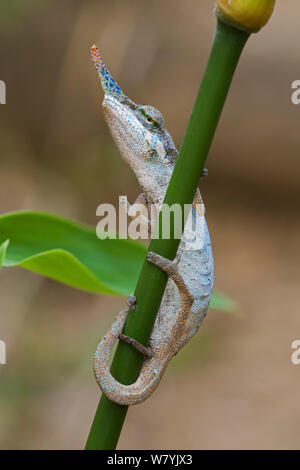 Male Lance-nosed Chameleon (Calumma gallus) in the rainforest of ...