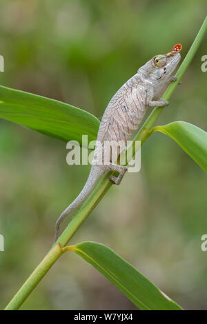 Female Lance-nosed Chameleon (Calumma gallus) in the Madagascar ...