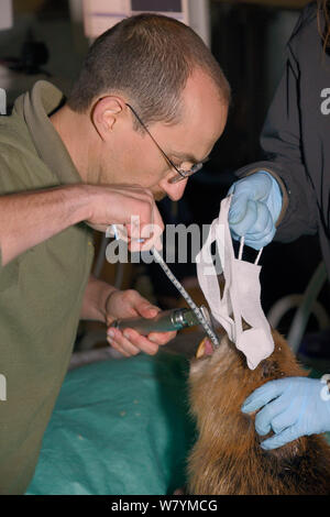 Veterinarian Romain Pizzi of the Royal Zoological Society of Scotland ...