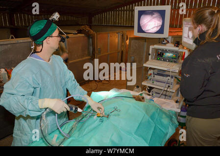 Veterinarian Romain Pizzi of the Royal Zoological Society of Scotland ...