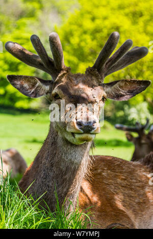 Red deer (Cervus elaphus), Ashton Court park, Bristol, UK, May Stock ...