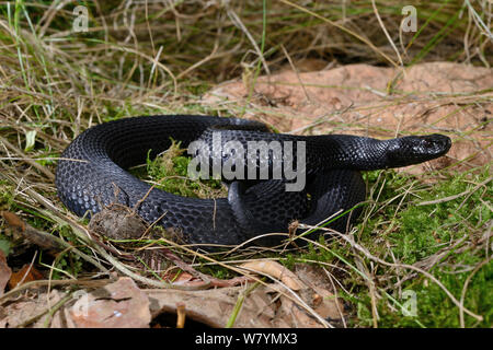 Forest-steppe adder (Vipera nikolskii). Captive, native to Ukraine ...
