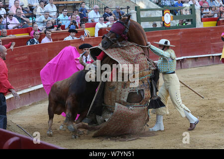 First round of bull fight, Tercio de Varas. Horse wearing protective ...